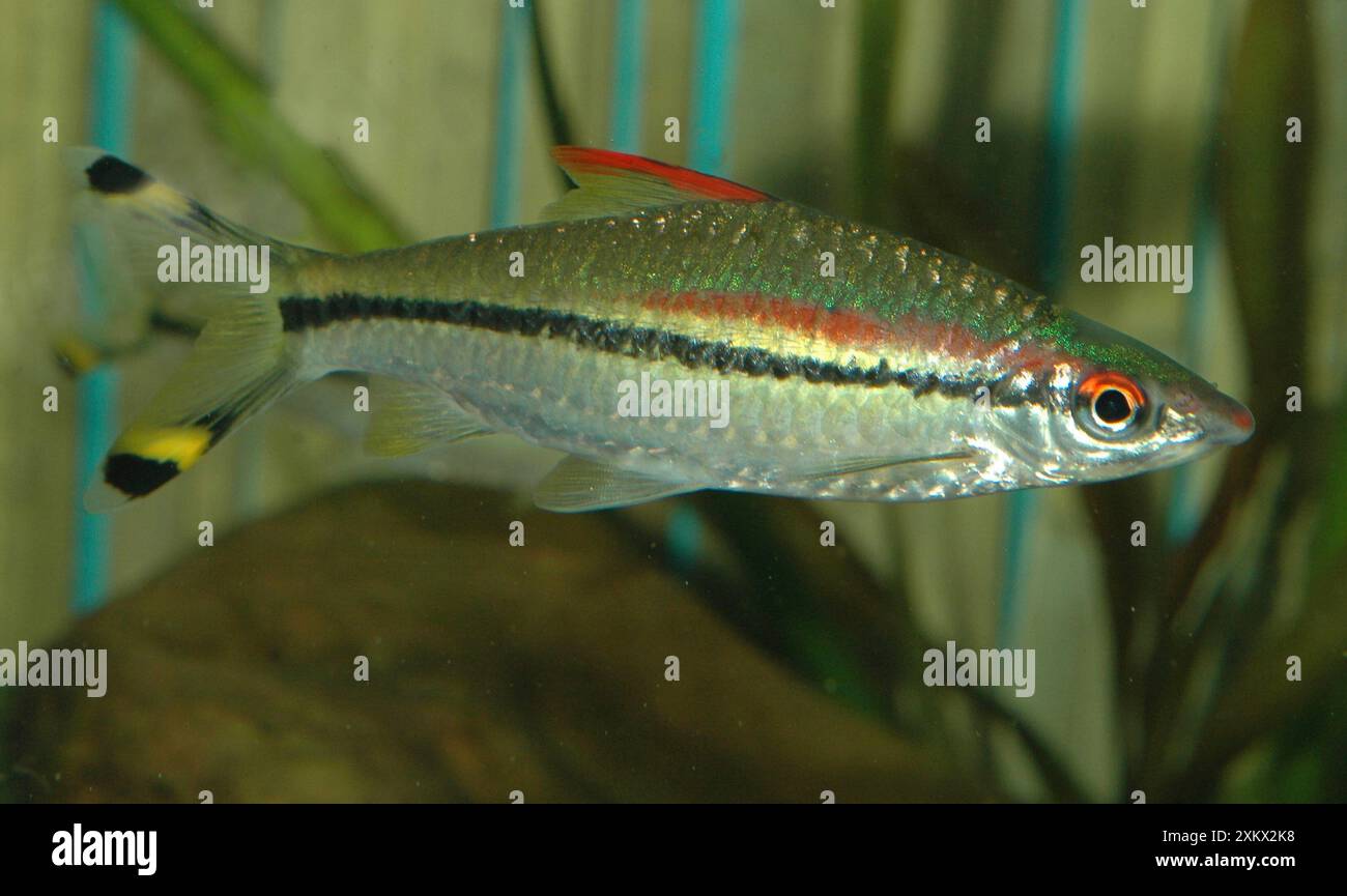 Red line torpedo barb Stock Photo - Alamy