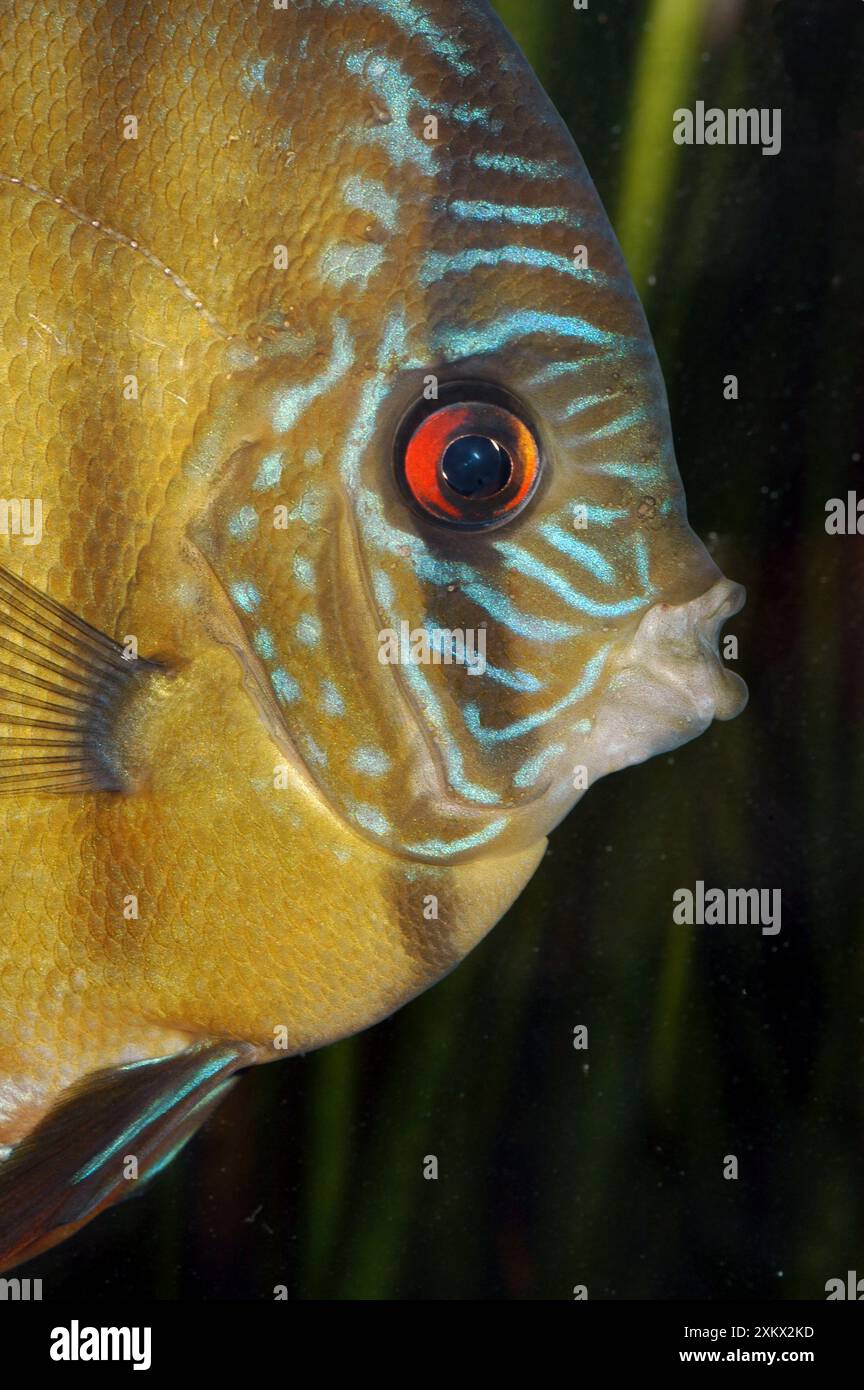 Discus faces hi-res stock photography and images - Alamy