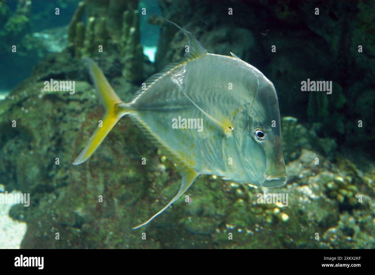 Lookdown hi-res stock photography and images - Alamy