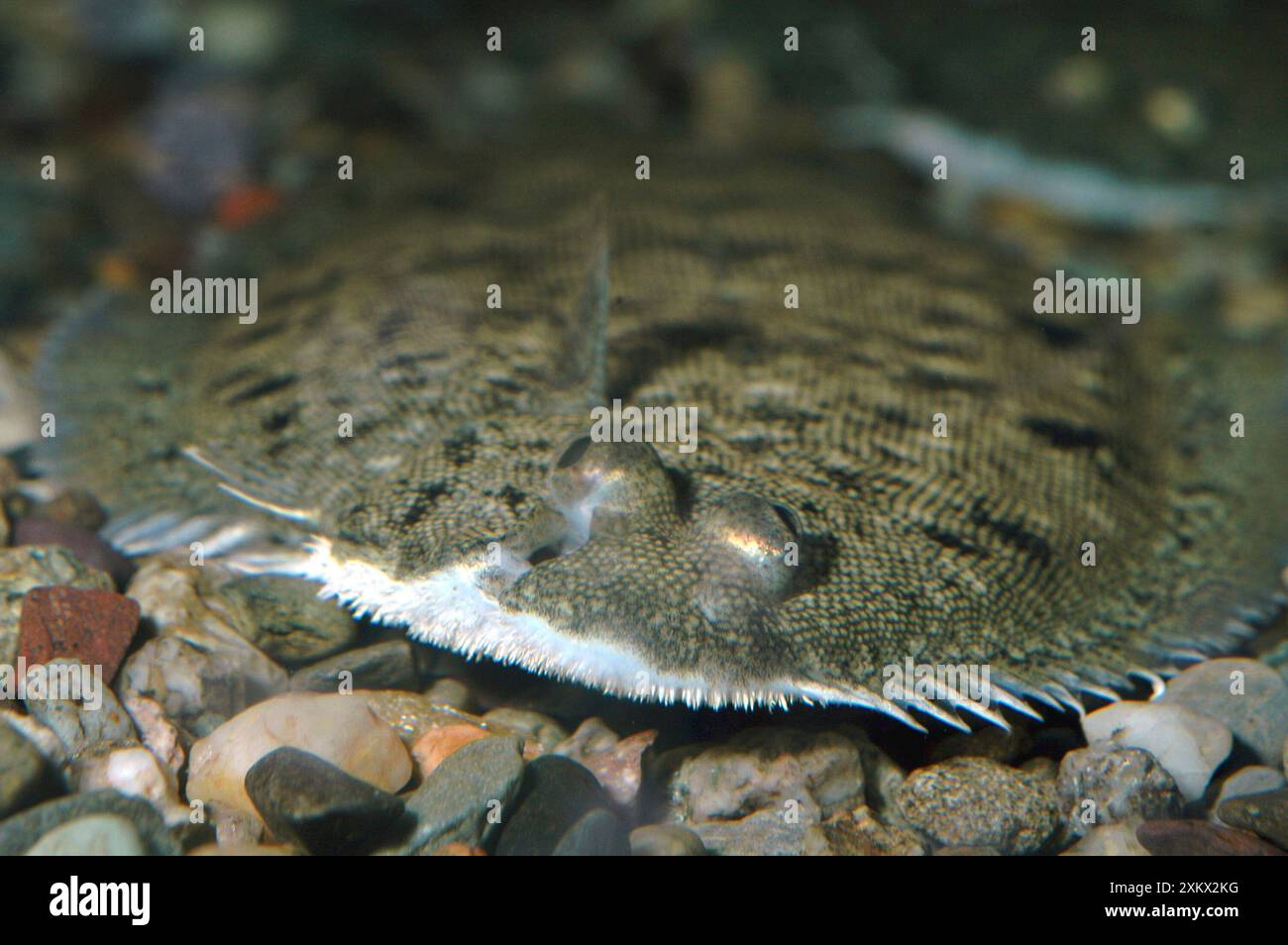 Dover / Common Sole Stock Photo - Alamy