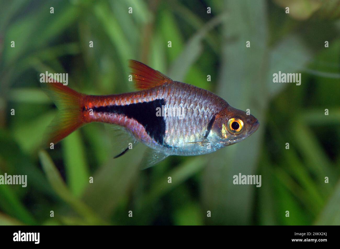 Harlequinfish hi-res stock photography and images - Alamy