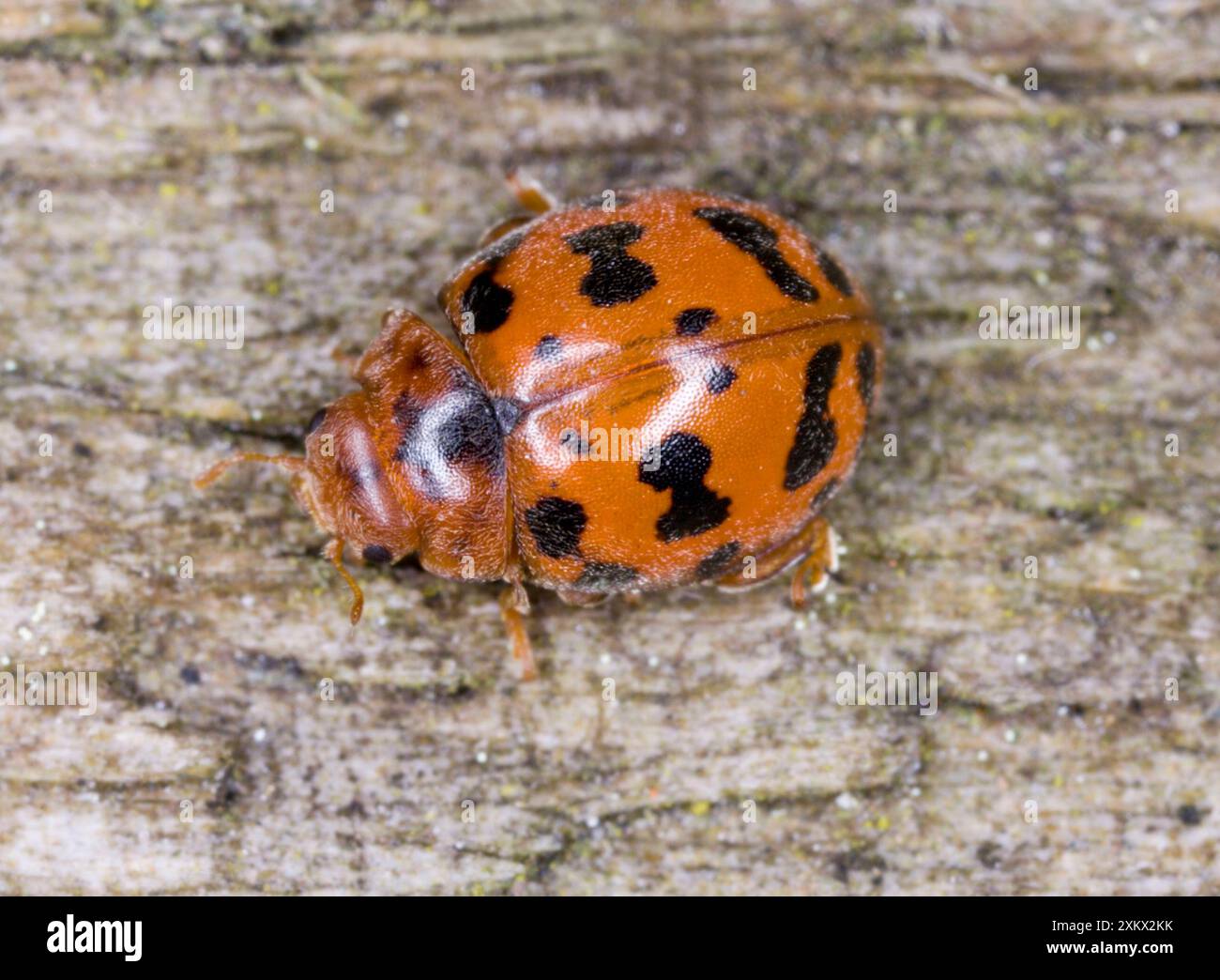 24 spot ladybird hi-res stock photography and images - Alamy
