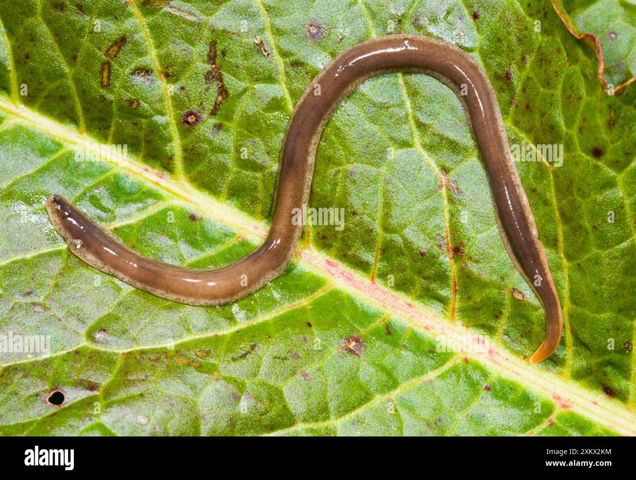 New zealand flatworm hi-res stock photography and images - Alamy