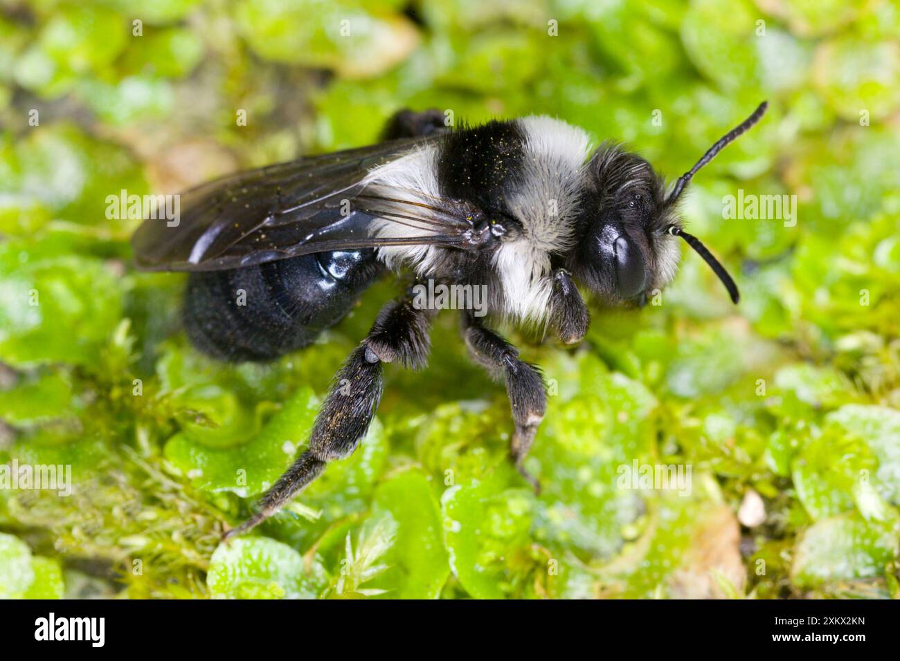 Mining animals hi-res stock photography and images - Alamy