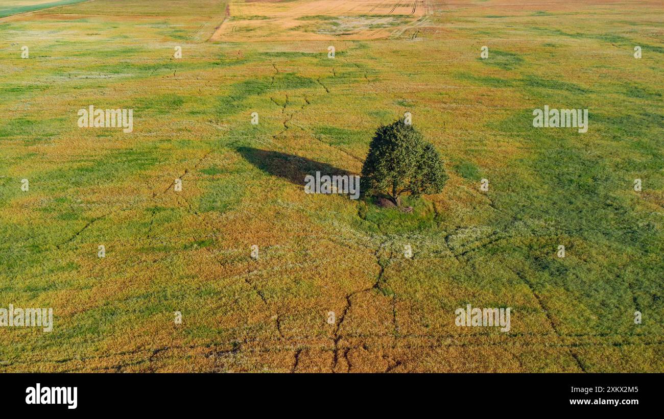 Tree shadow aerial hi-res stock photography and images - Alamy