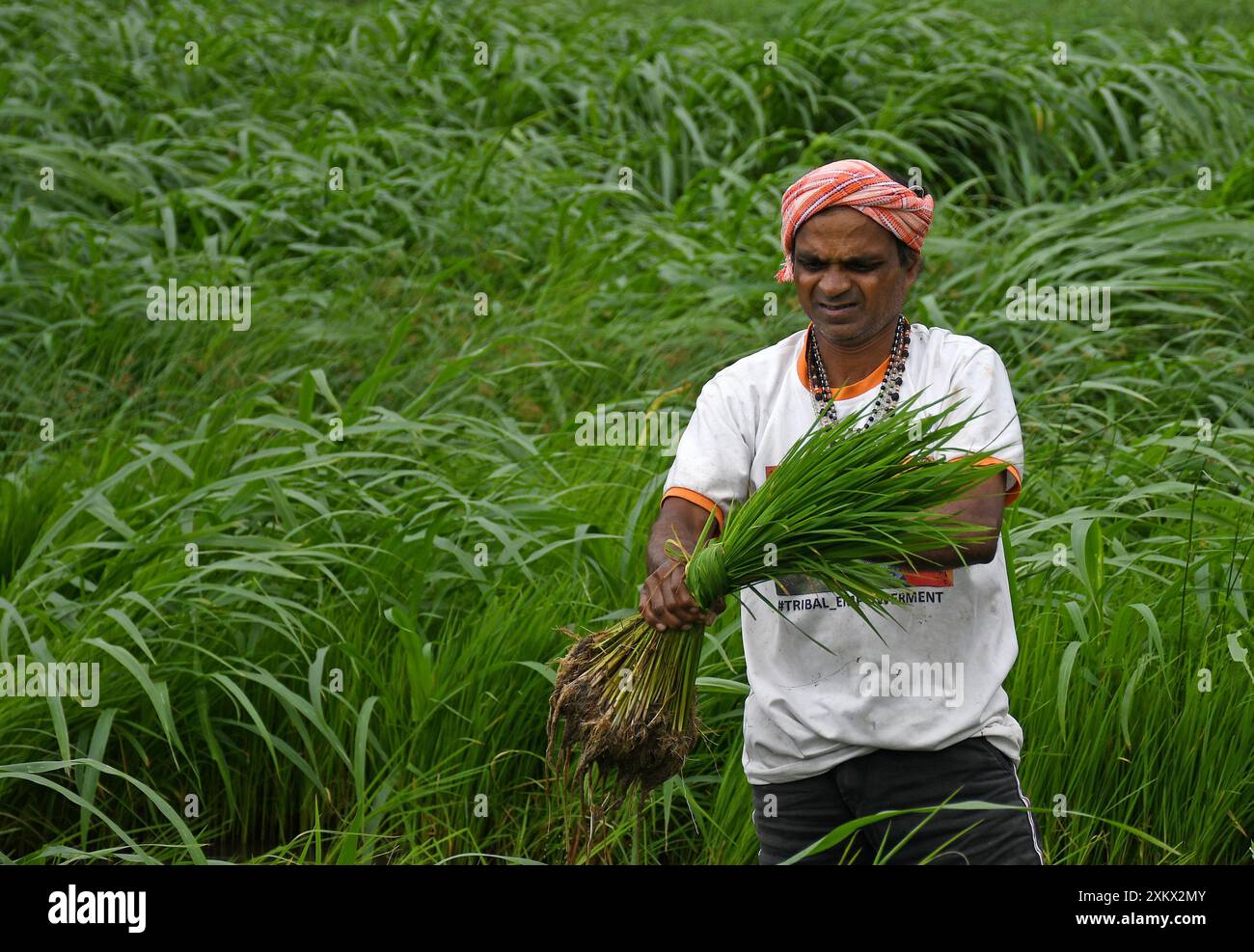 Bunch rice crop in paddy hi-res stock photography and images - Alamy