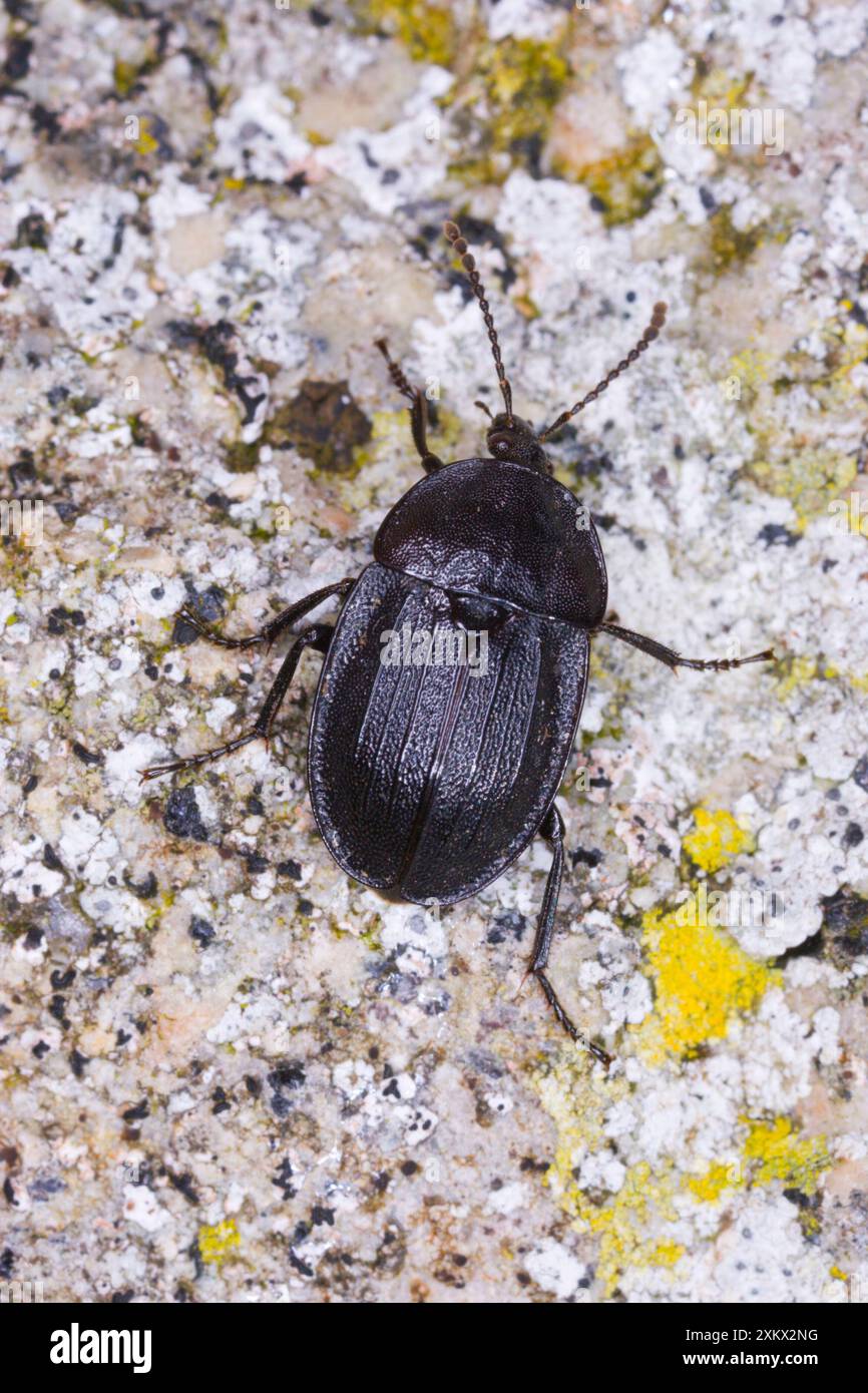Snail beetles hi-res stock photography and images - Alamy