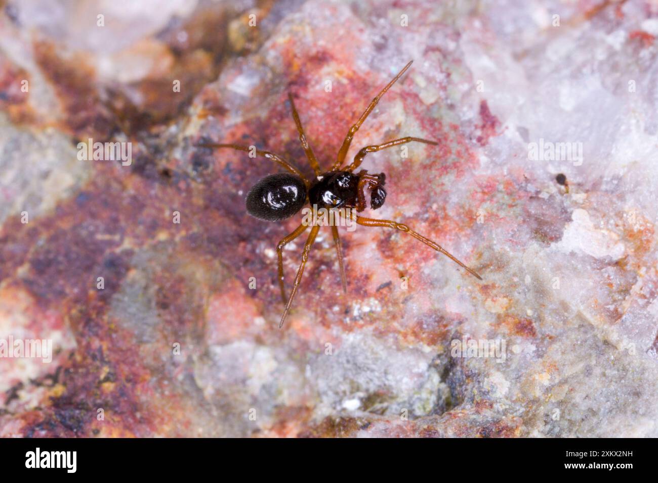 Money spider - male with large palps Stock Photo - Alamy