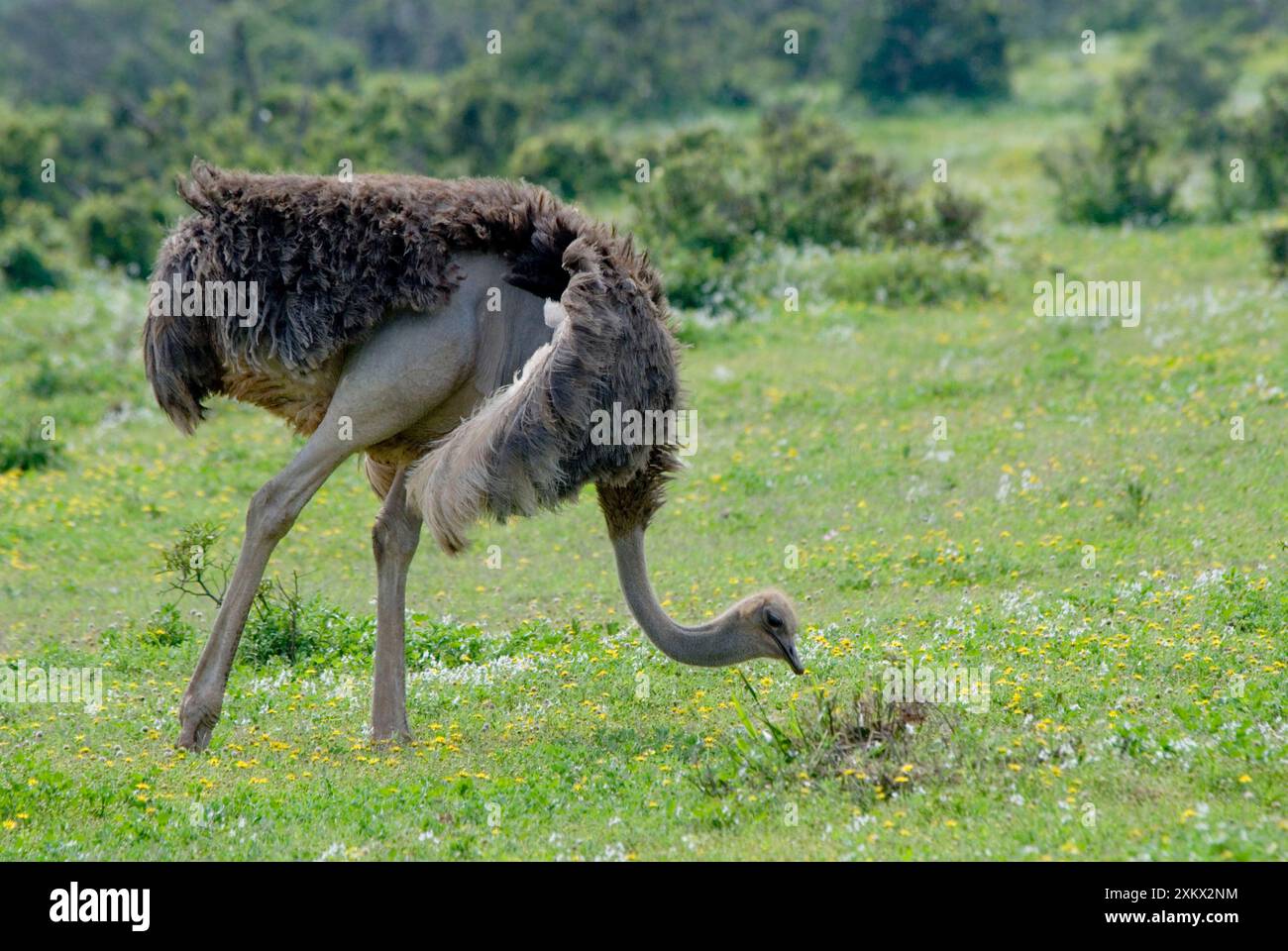 Ostrich - hen feeding. World's largest bird Stock Photo - Alamy