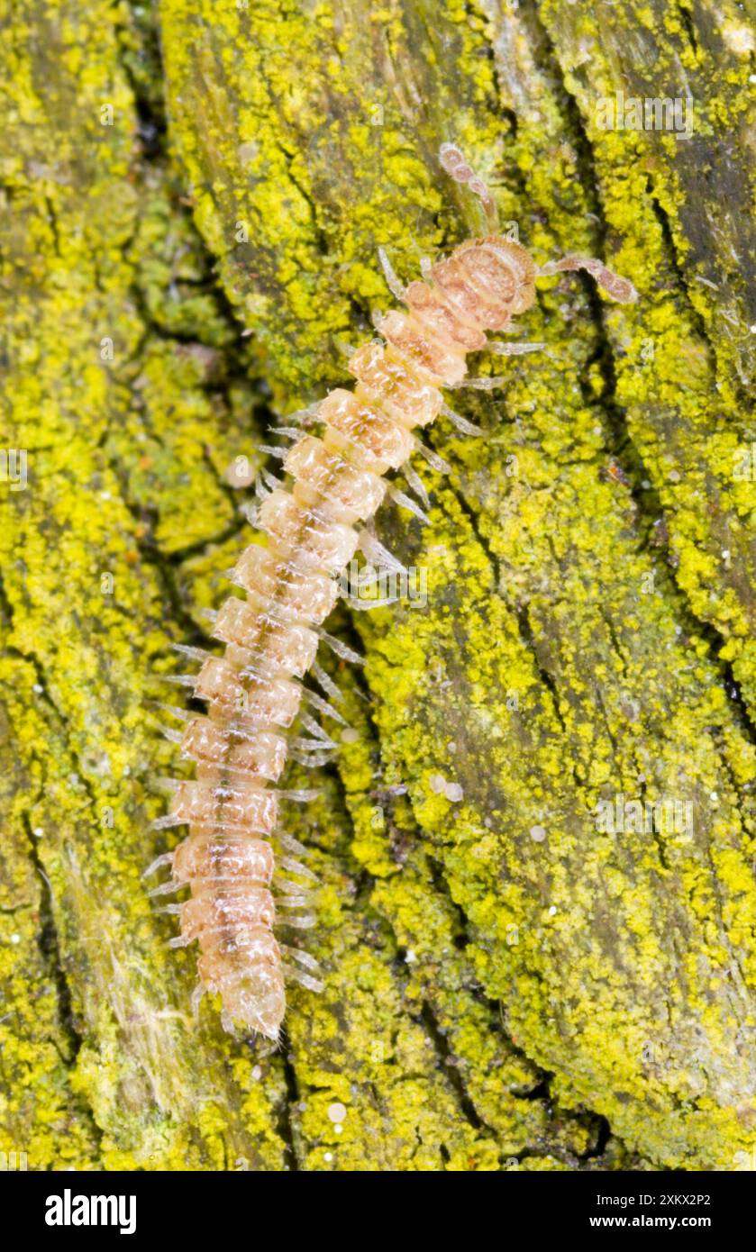 Common flatback millipede on bark Stock Photo - Alamy