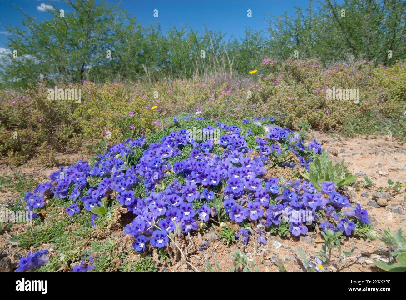 Karoo Violet - forms 'carpets' up to 1 metre in diameter Stock Photo ...