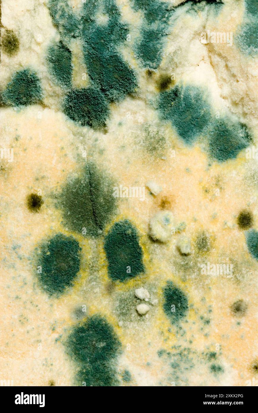 Bread mould fungus hi-res stock photography and images - Alamy