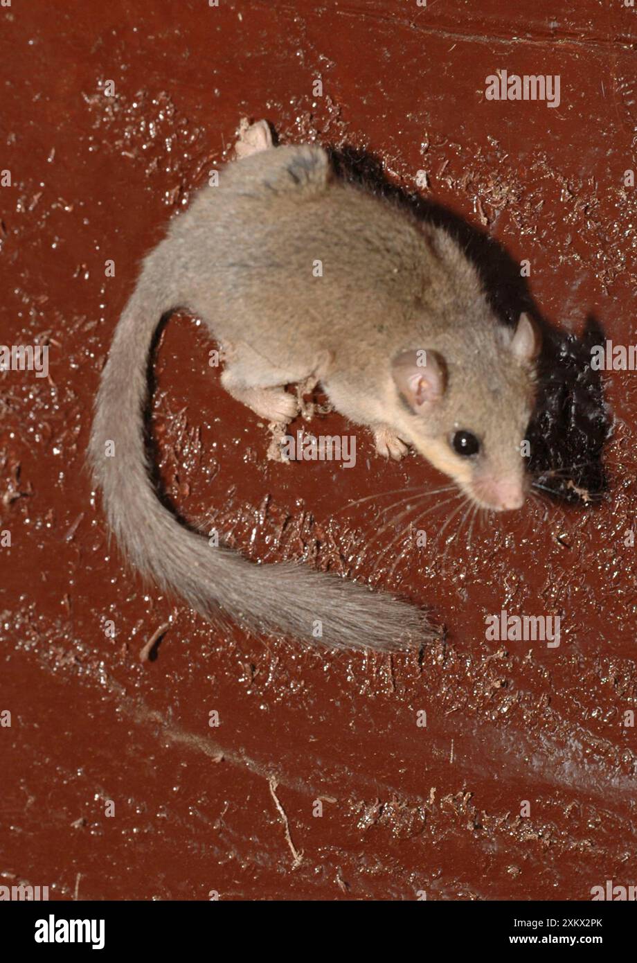 African dormouse hi-res stock photography and images - Alamy