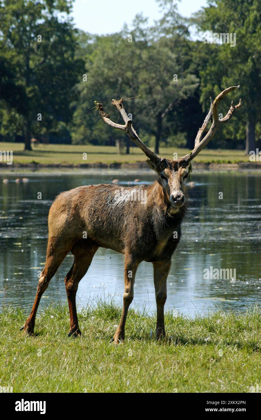 Pere David's deer / Milu - with worn antlers Stock Photo - Alamy