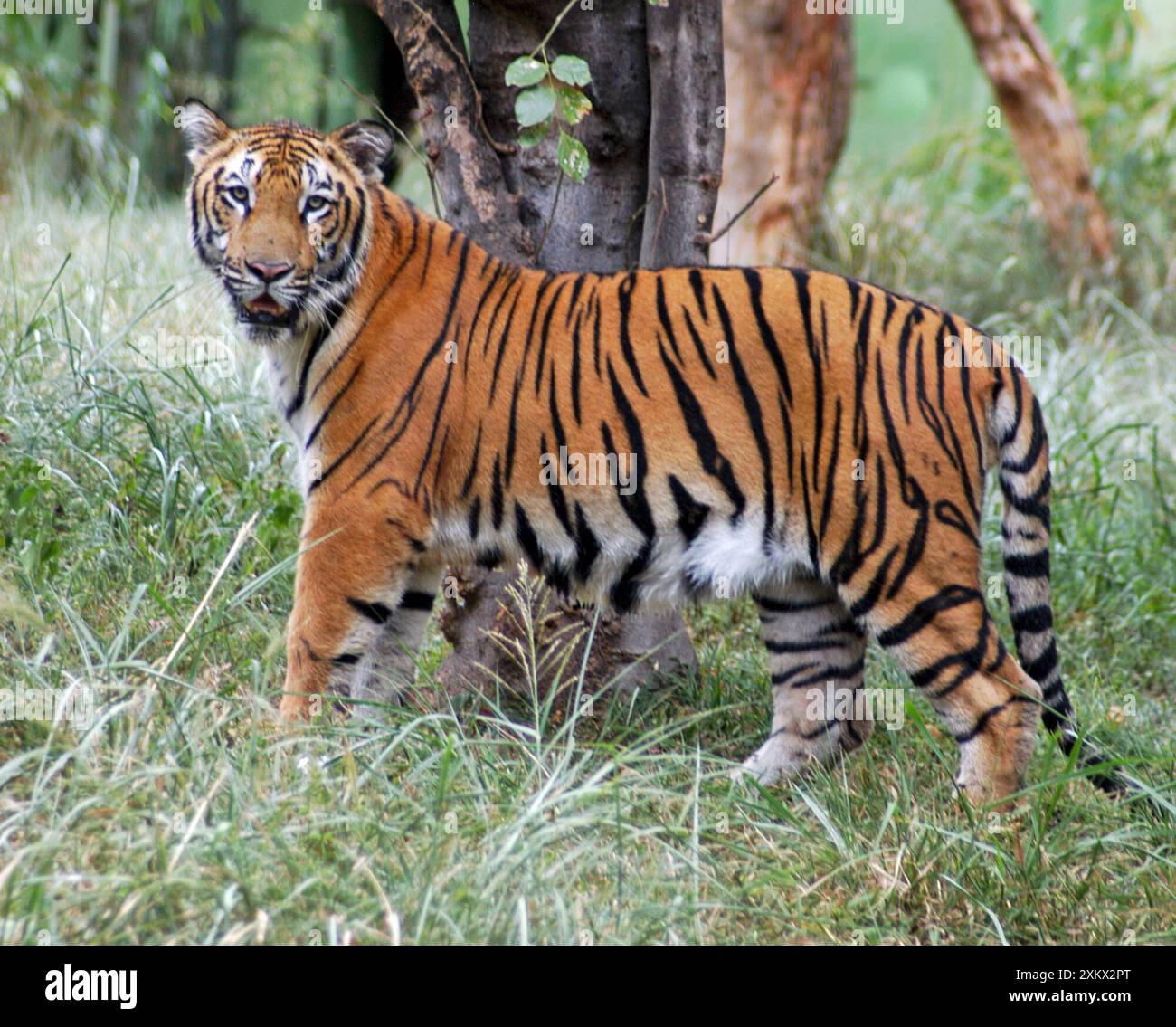 Bengal / Indian tiger Stock Photo - Alamy
