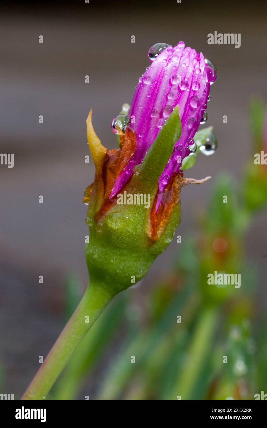 Shrubby plants hi-res stock photography and images - Alamy