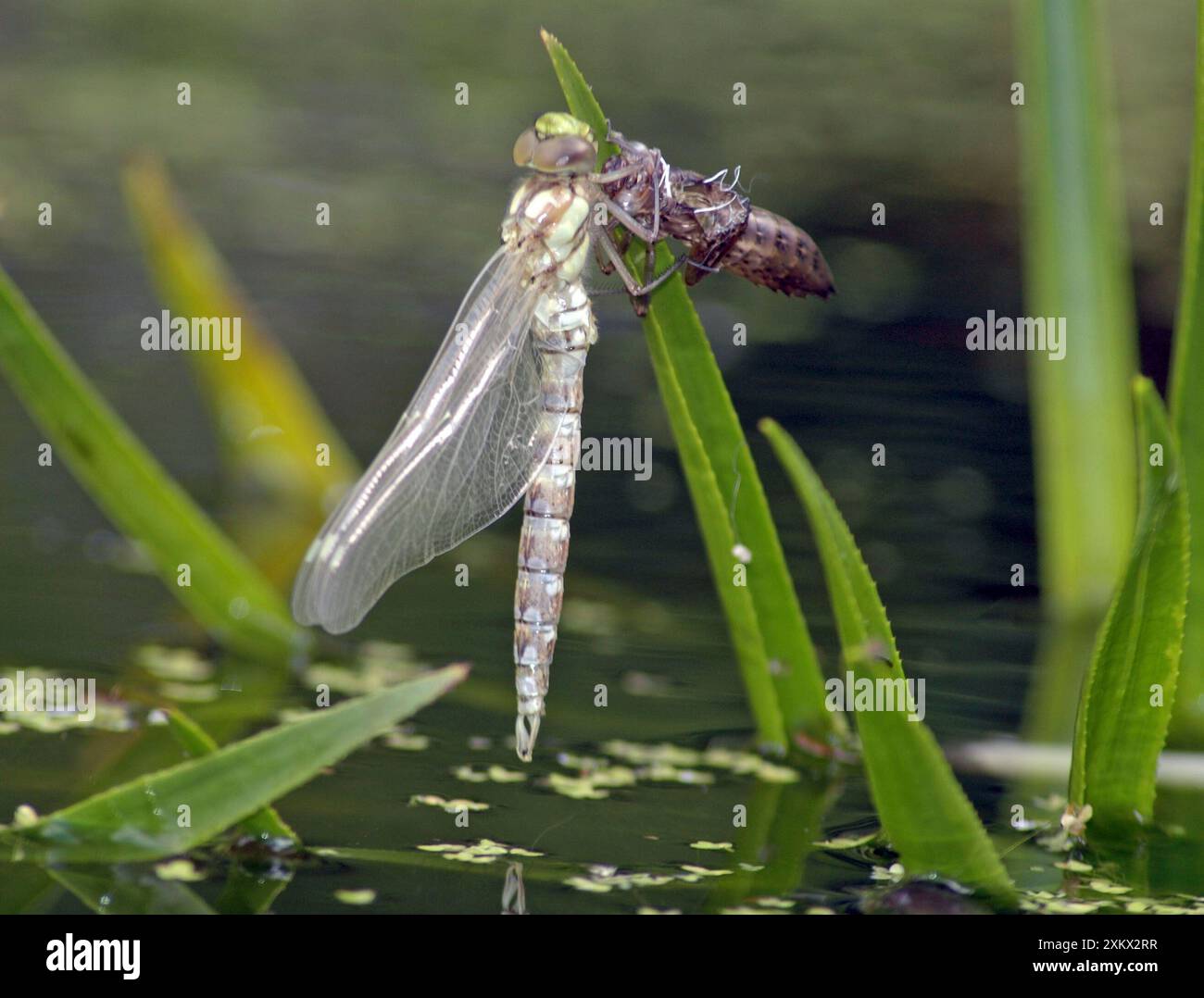 Dragonfly emerging from chrysalis hi-res stock photography and images ...