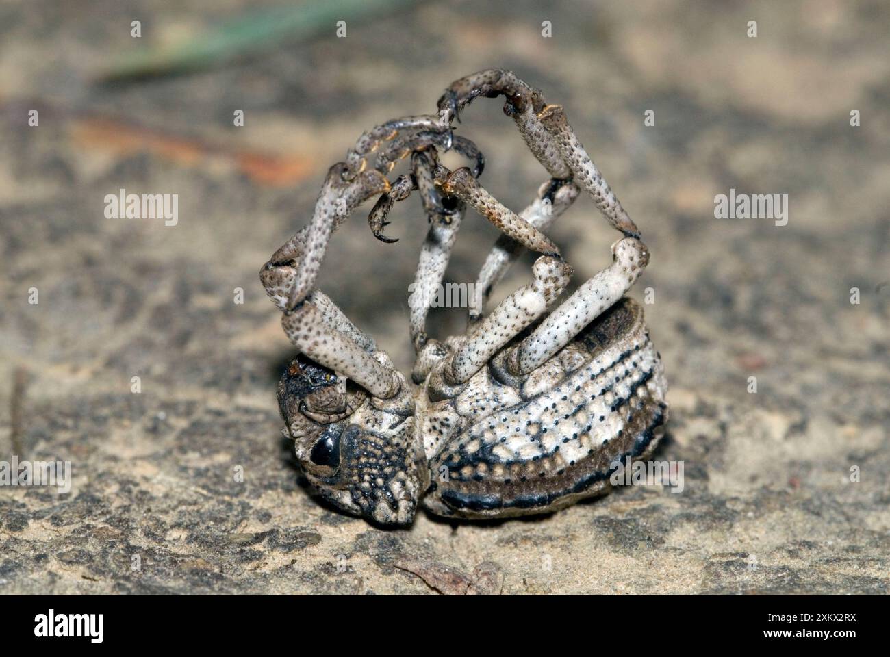 Lily Weevil - feigning death in response to being disturbed Stock Photo ...