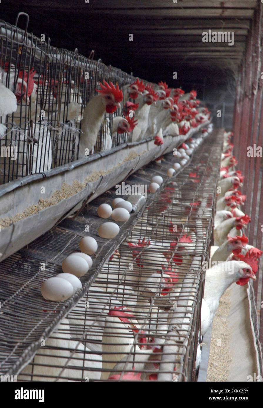 Intensive egg production hi-res stock photography and images - Alamy