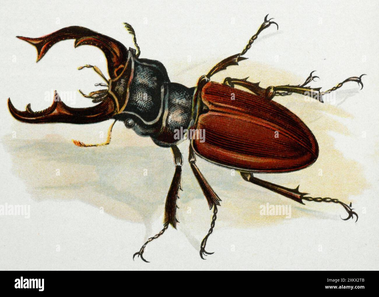 Male european stag beetle hi-res stock photography and images - Alamy