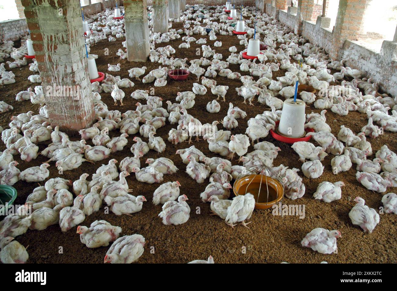Chicken farm, South India, broiler chicken production unit Stock Photo ...