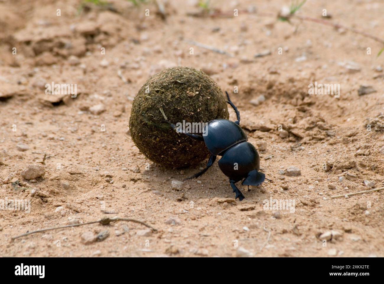 Flightless Dung Beetle - rolling ball of dung to Stock Photo - Alamy
