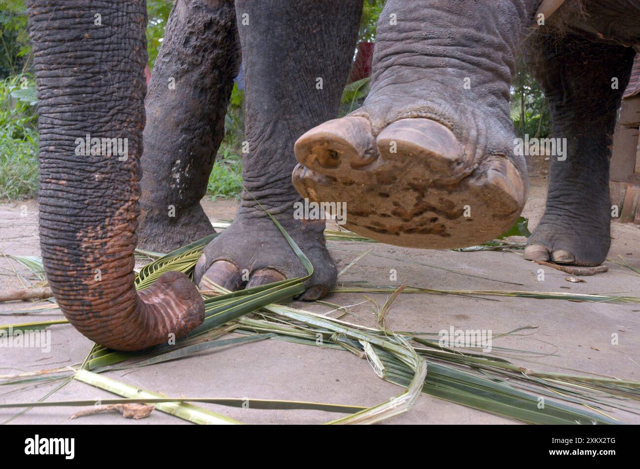 Forefoot hi-res stock photography and images - Alamy