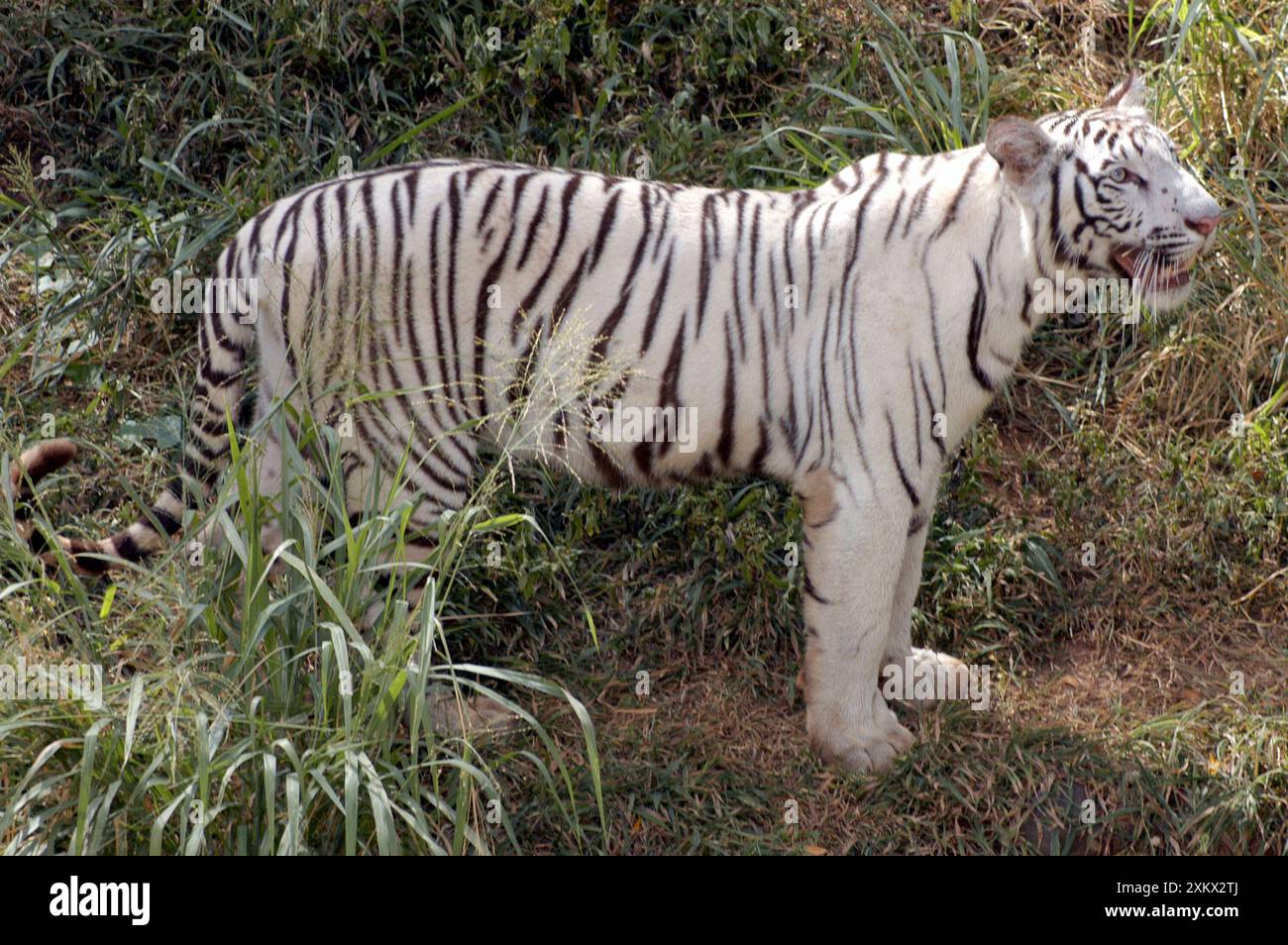 White Tiger - variety kept as rare speciality by Stock Photo - Alamy