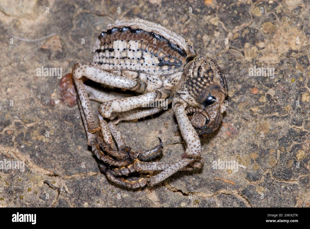 Tauriculus hi-res stock photography and images - Alamy