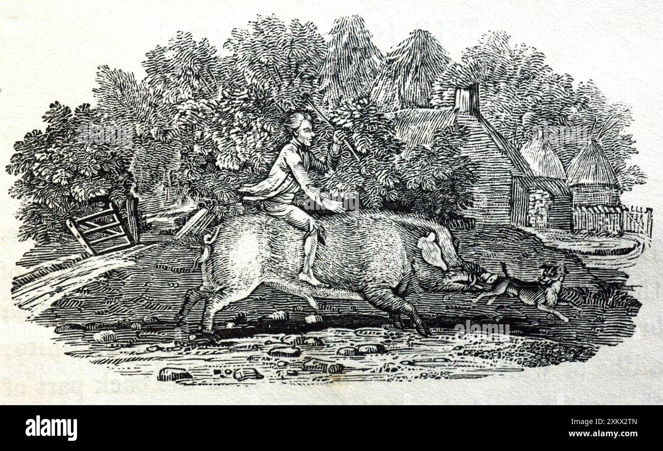 Illustration - Riding a pig, woodcut by Thomas Bewick Stock Photo - Alamy
