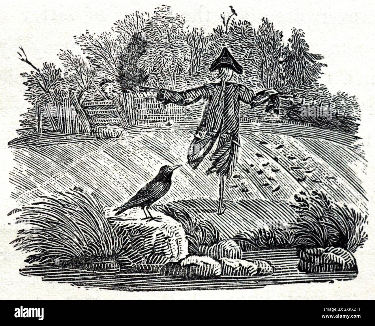 Illustration - Scarecrow, woodcut by Thomas Bewick Stock Photo - Alamy