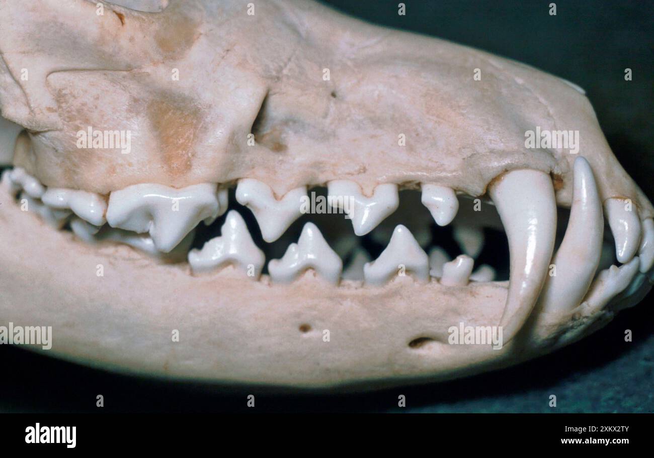 Dog skull anatomy hi-res stock photography and images - Alamy