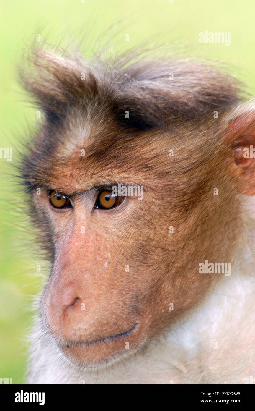 Indian macaques macaca radiata monkey hi-res stock photography and ...