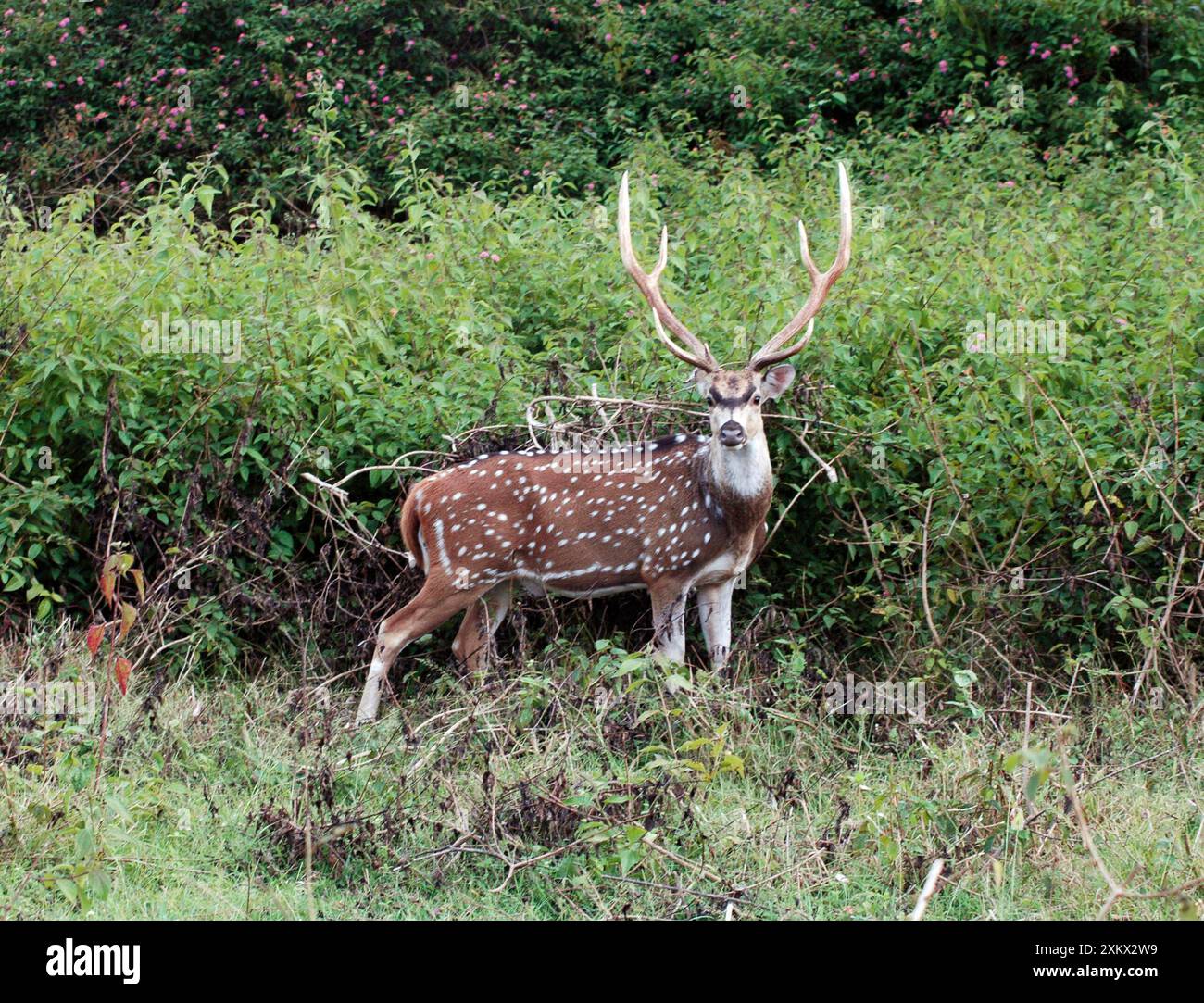 Chital / Spotted Deer/ Axis Deer - Stag Stock Photo - Alamy