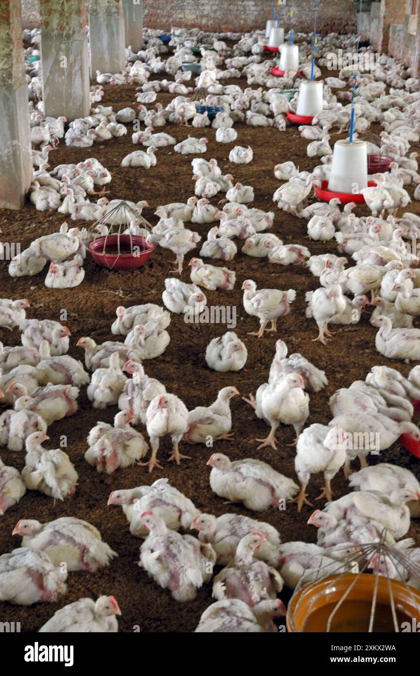 Chicken farm, South India, broiler chicken production unit Stock Photo ...