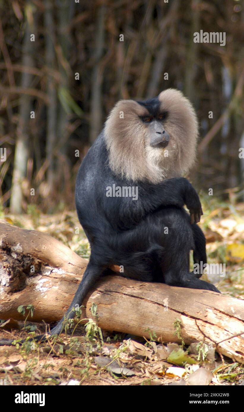 Lion tailed macaque monkeys hi-res stock photography and images - Alamy