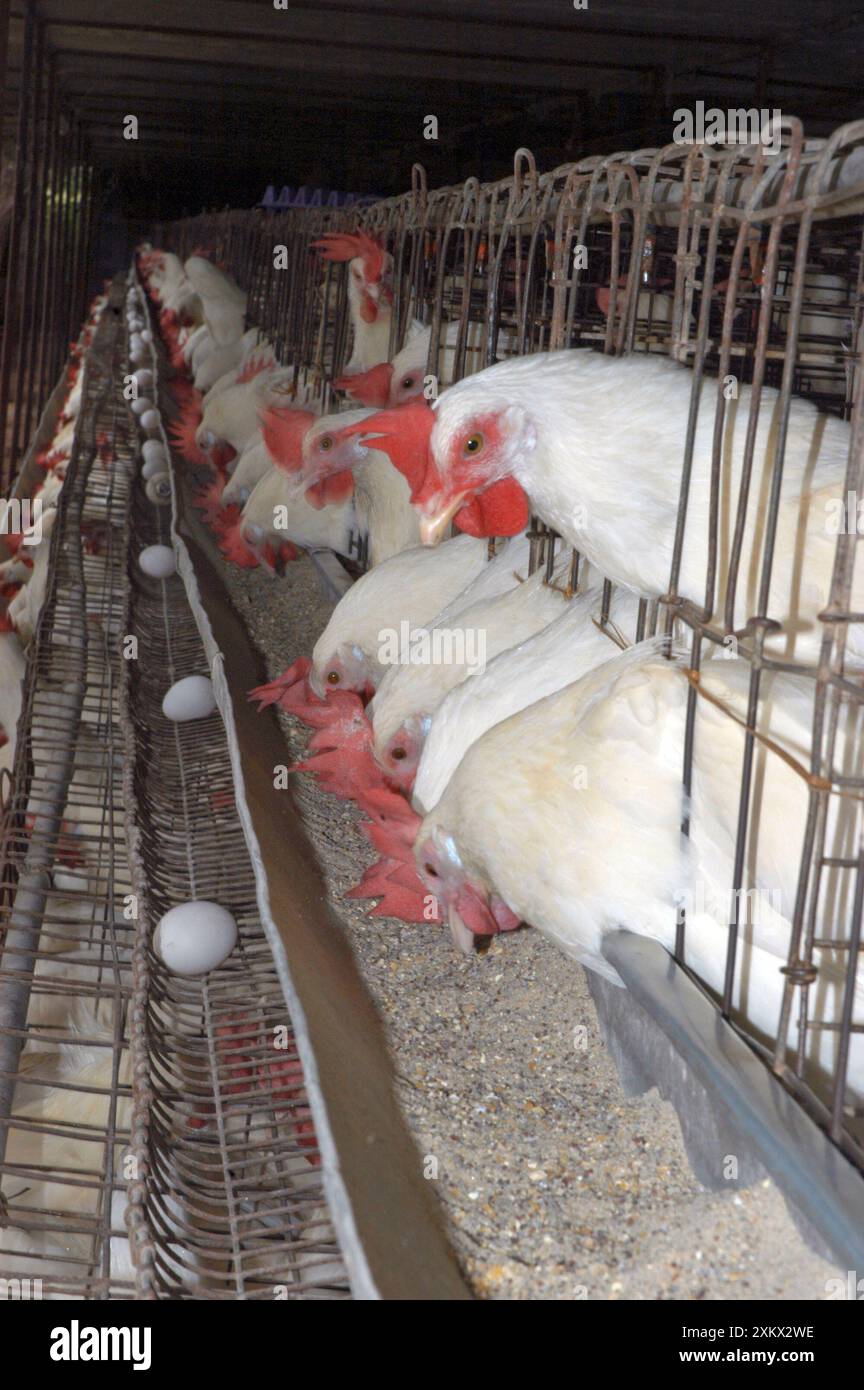 Production animals hi-res stock photography and images - Alamy