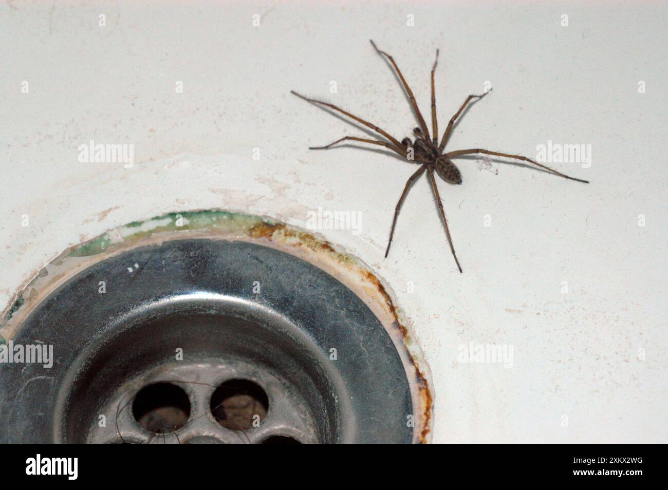Spider in bath house spider hi-res stock photography and images - Alamy