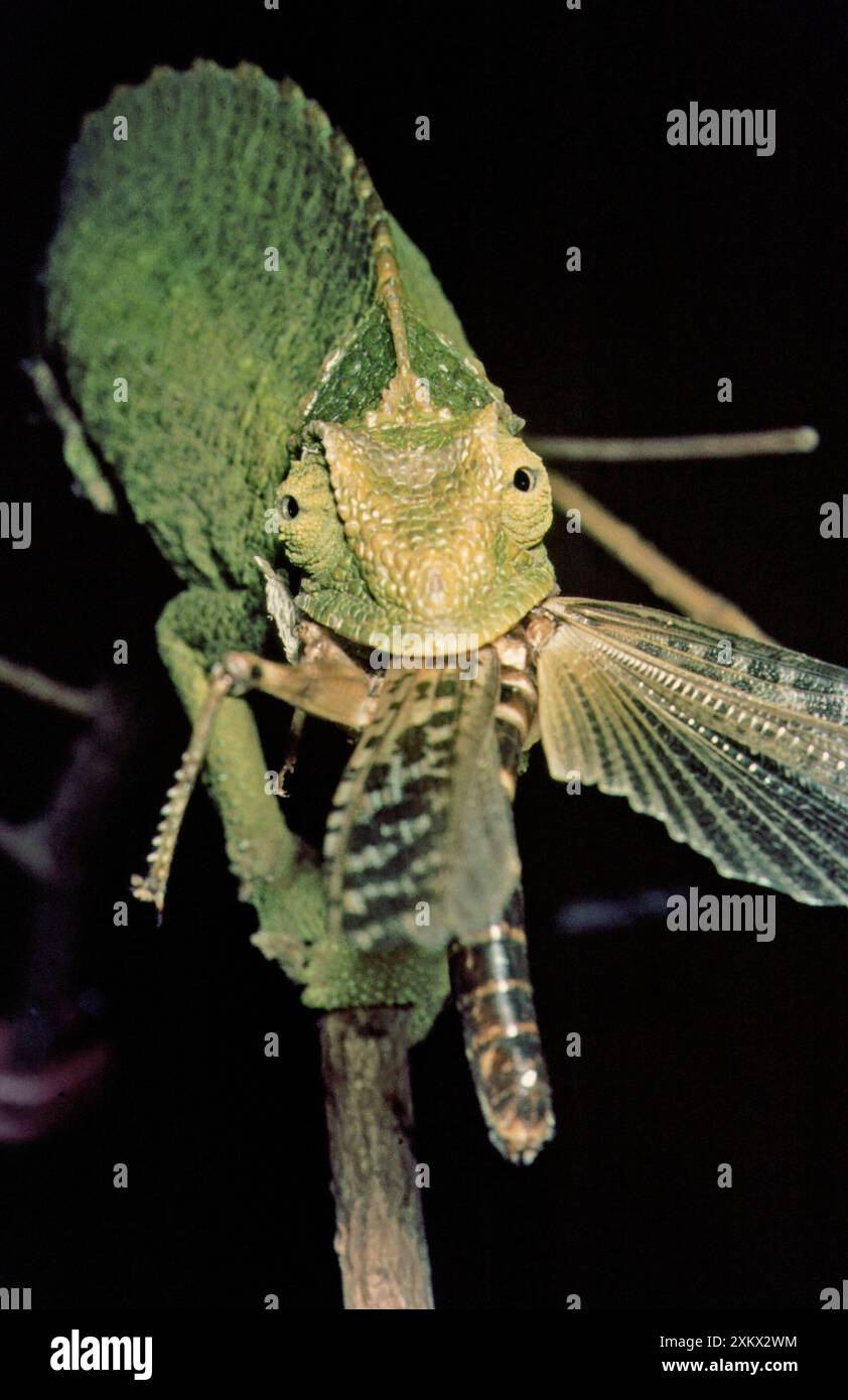 Reptile eating insect hi-res stock photography and images - Alamy