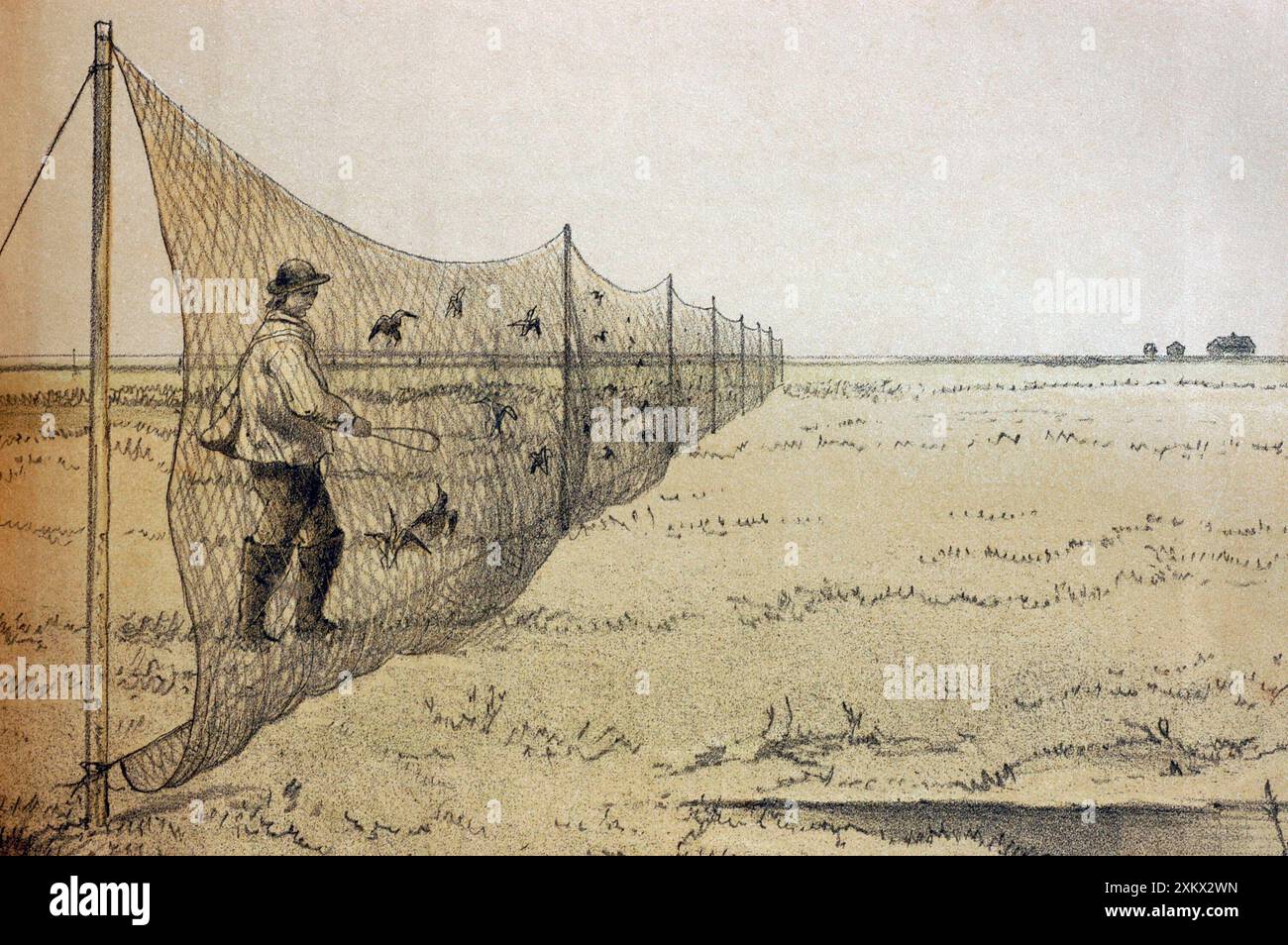 Old illustration birds hi-res stock photography and images - Alamy