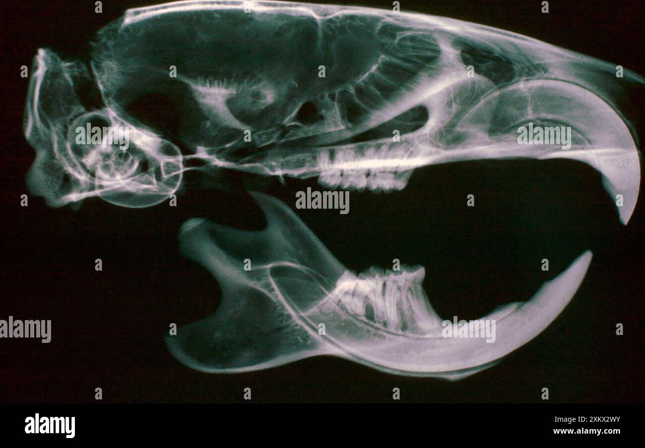 X-ray of Brown / Common / Norway Rat skull showing Stock Photo - Alamy