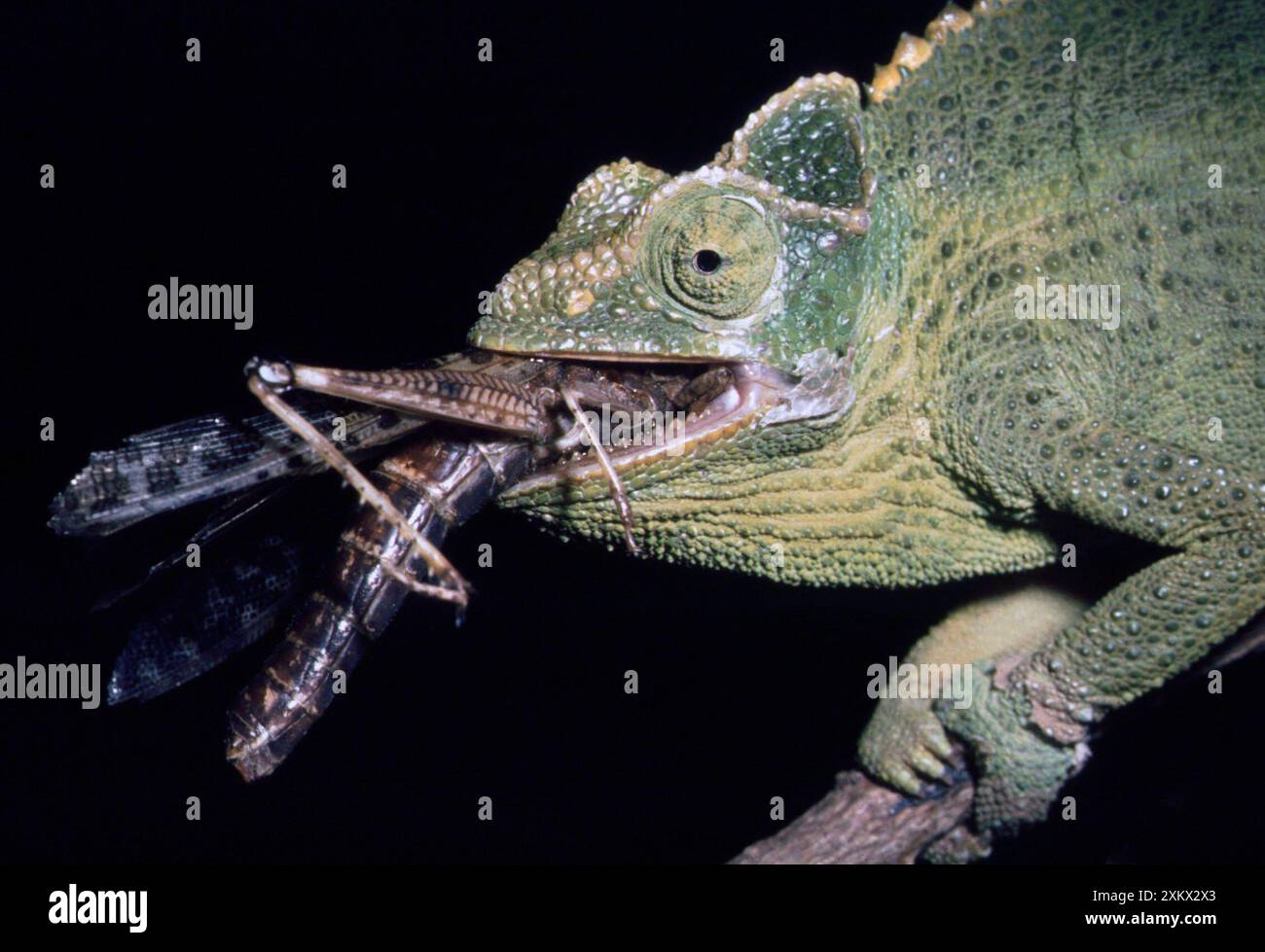 Chameleon eating a locust Stock Photo - Alamy