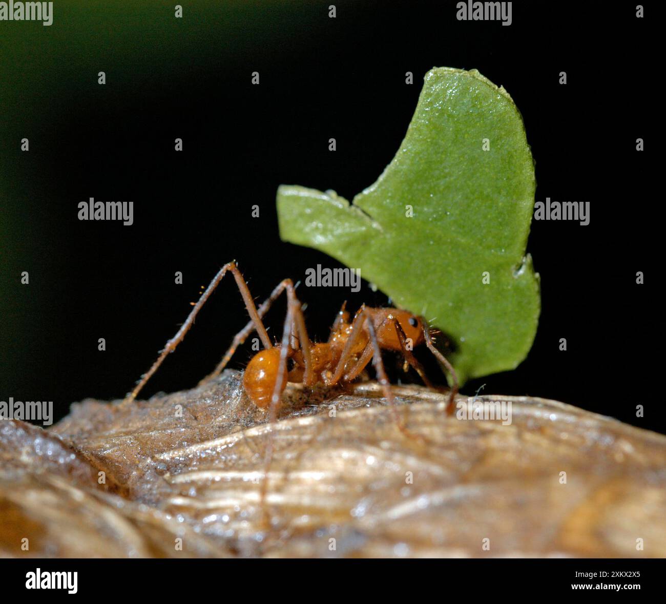 Leaf-cutter Ant carrying leaf fragment back to Stock Photo - Alamy