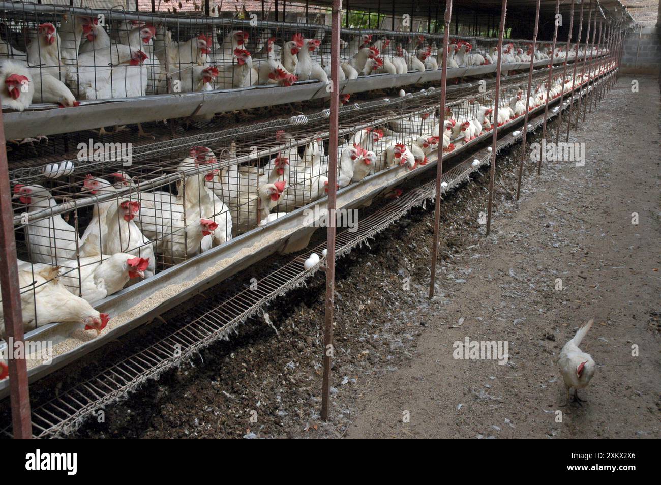 Chicken farm, South India, egg production unit Stock Photo - Alamy