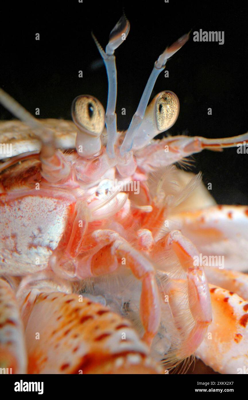 Hermit crab whelk shell hi-res stock photography and images - Alamy