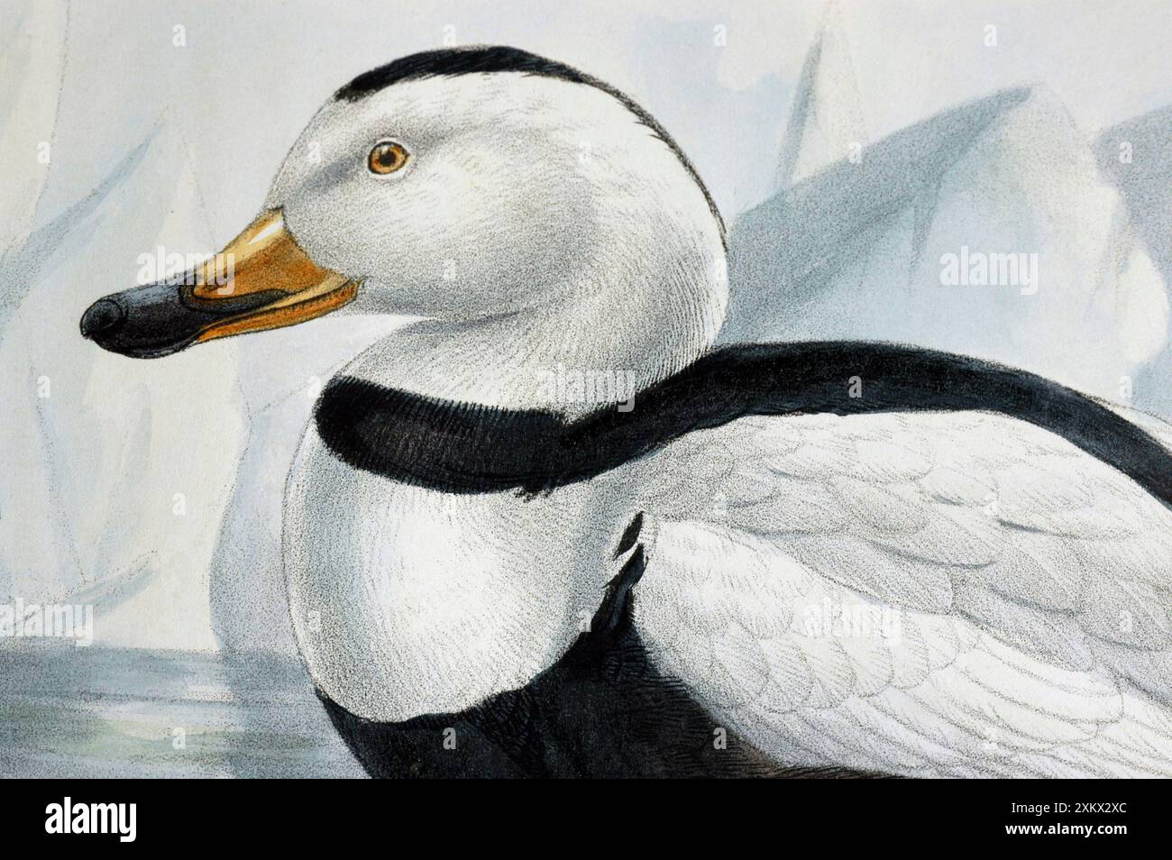 Illustration - Labrador Duck- male, from G D Rowley Extinct Stock Photo ...