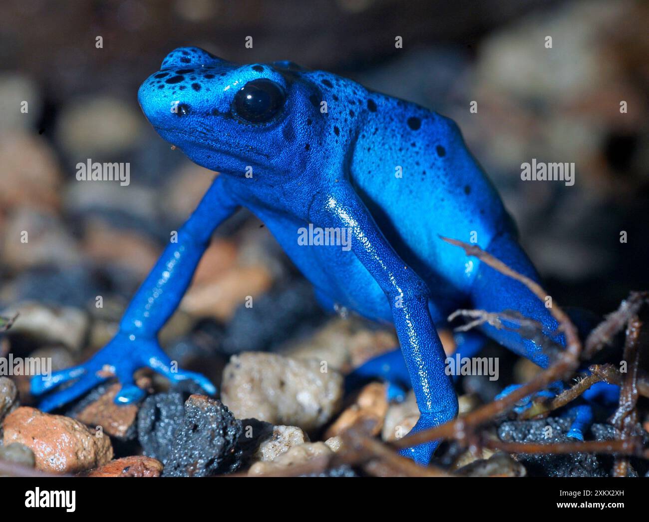 South american reptiles hi-res stock photography and images - Alamy