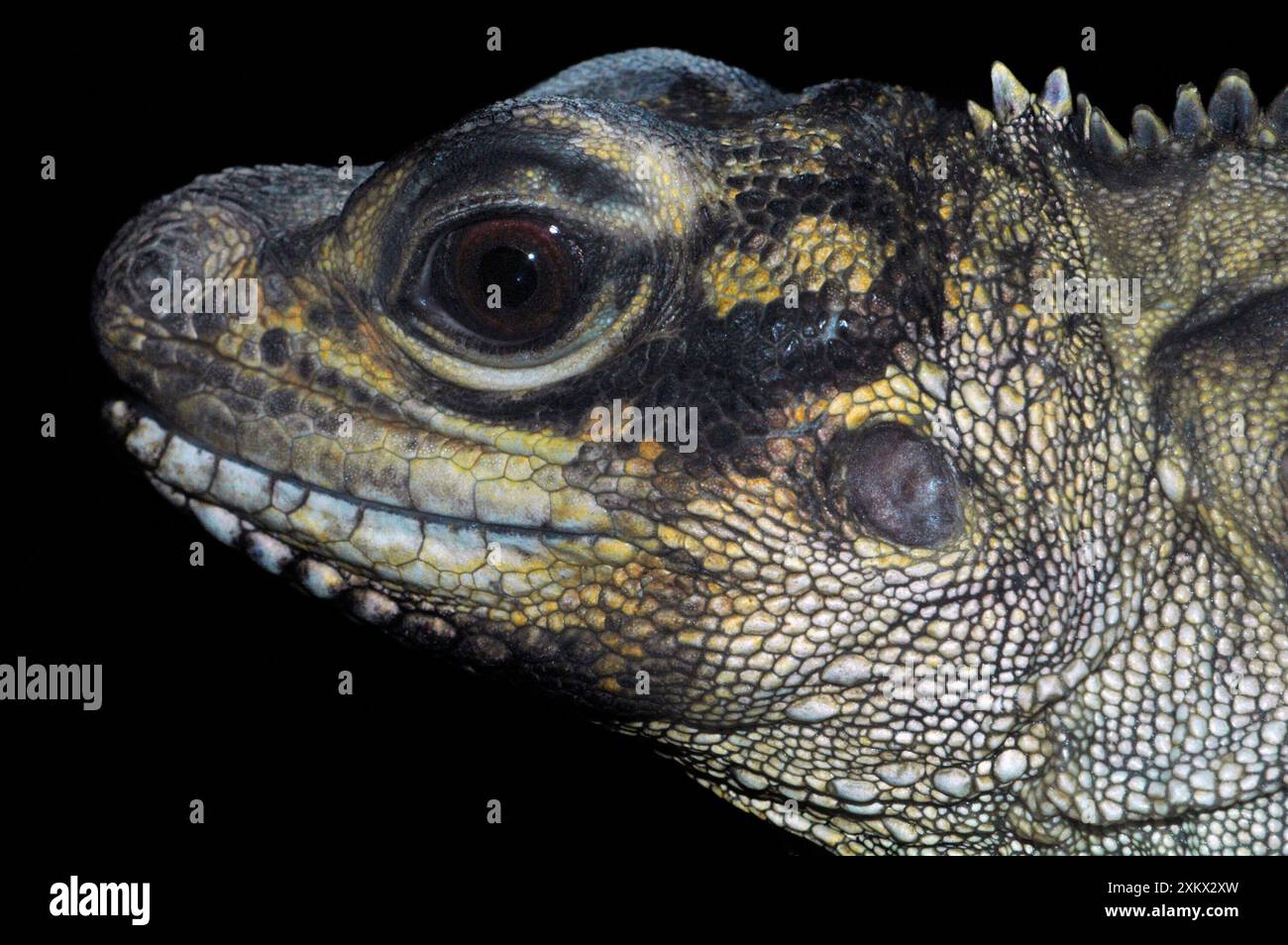Philippine sail fin lizard - face Stock Photo - Alamy