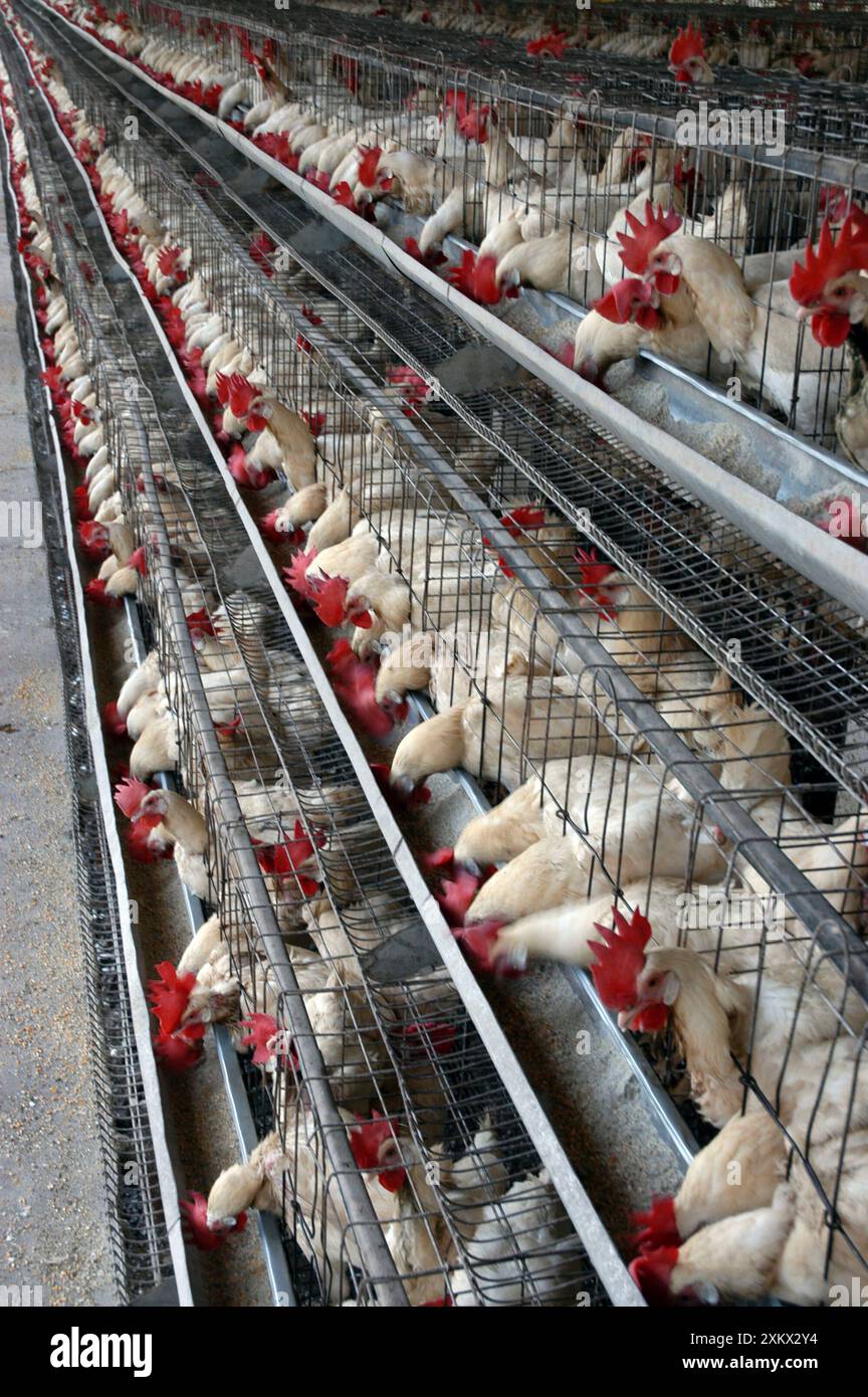 Chicken farm, South India Stock Photo - Alamy