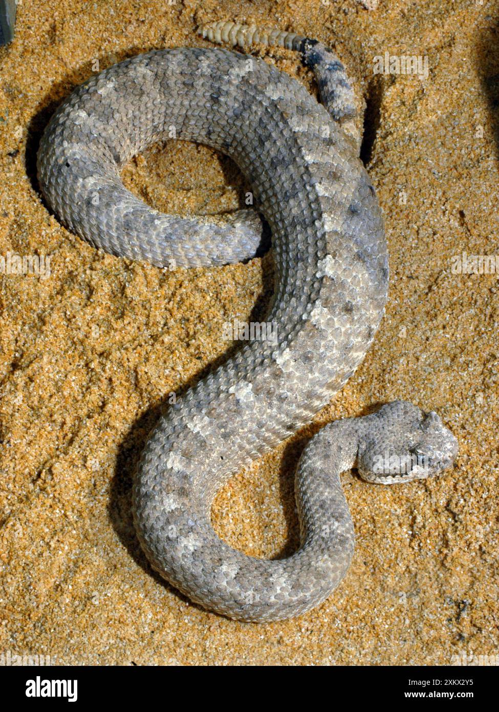 The sidewinders hi-res stock photography and images - Alamy